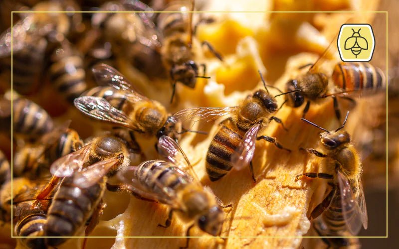 Beekeeping 101: The Basics of Beekeeping for Beginners – QC Supply