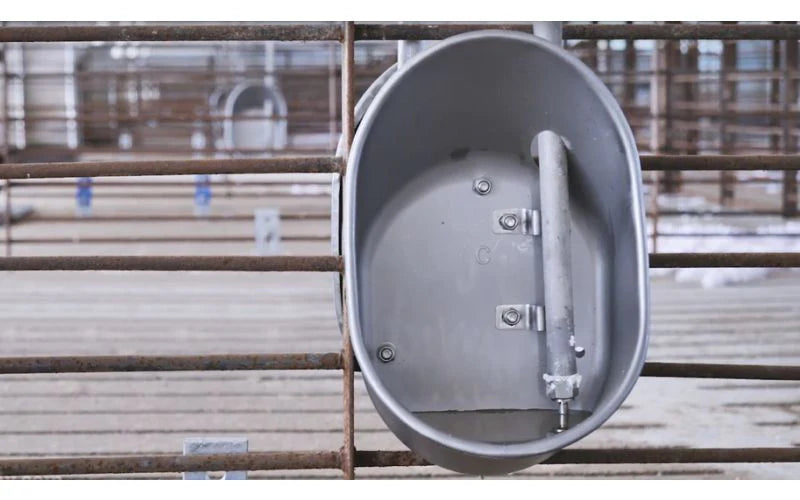 Exploring the Advantages of Swine Cup Watering Systems – QC Supply