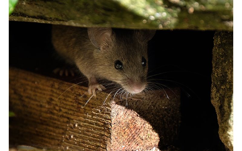 Understanding the Enemy: The Life Cycle of Common Farm Rodents – QC Supply