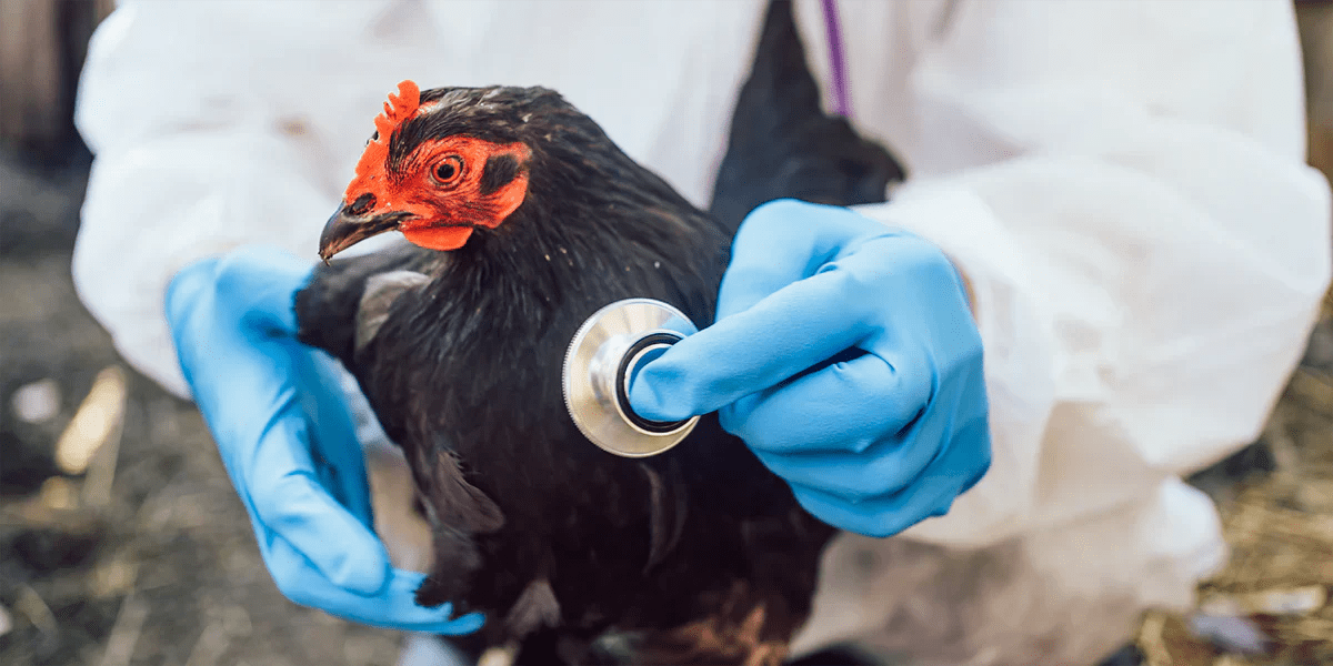 H5N1 Bird Flu: Everything You Need to Know to Protect Your Flock – QC ...