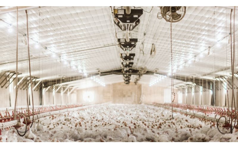 Illuminating Poultry Production: The Overdrive® LED Bulb Advantage – QC ...